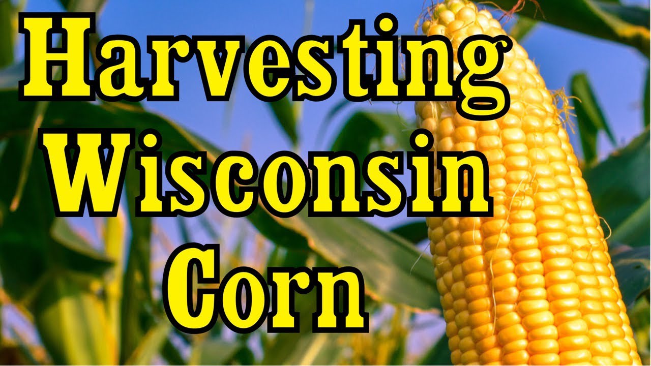 Harvesting Corn In Wisconsin 🌽 - YouTube