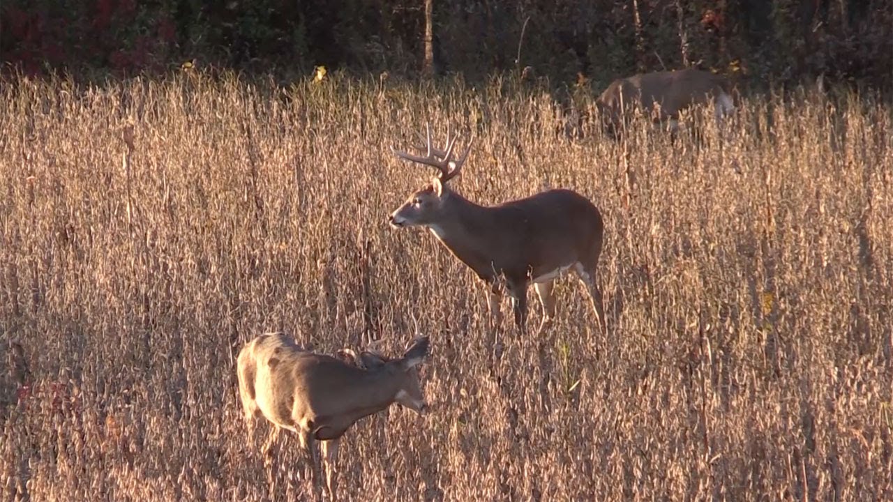 Create a Deer Flow That Works for You - YouTube