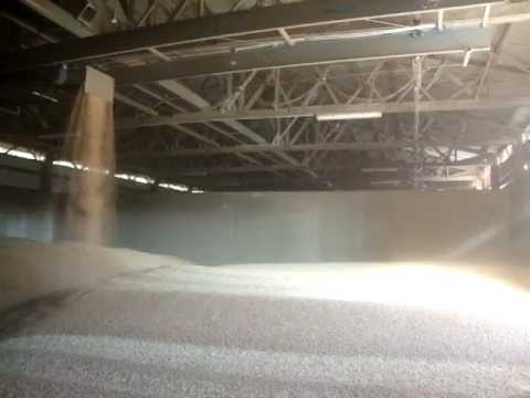 Distribution of grain. - YouTube
