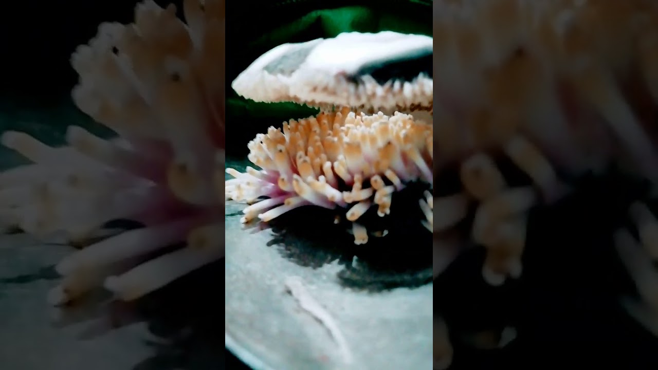 Naga pushpam flower ️ - YouTube