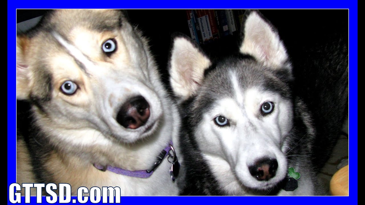 HUSKY DOES TRICKS | Shiloh and Shelby Flashback - YouTube
