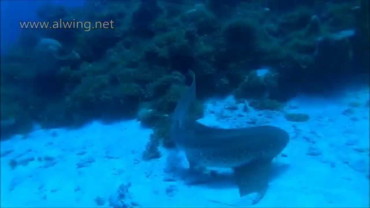 Coral Sea Holmes Reef Short movie - YouTube