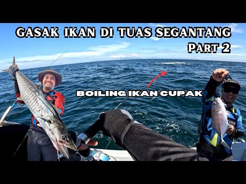 Gasak ikan tuas segantang || tekong yass jambang || part 2 #tuas #manjitger - YouTube