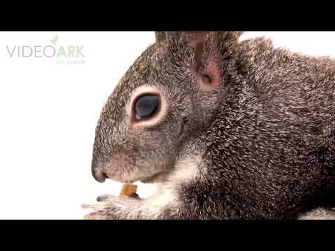 An Abert’s Squirrel (Sciurus aberti aberti) at Liberty Wildlife. - YouTube