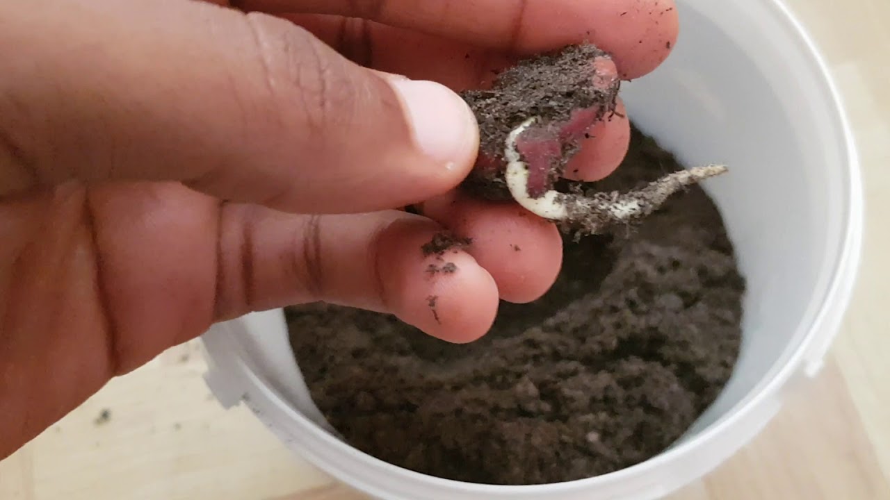 Broad Beans Germination 2019 - YouTube