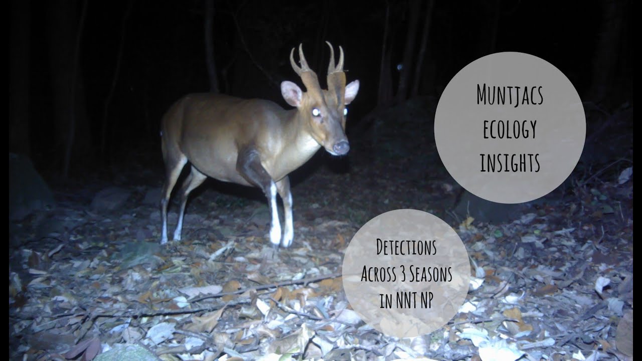 Camera-traps reveal new insights in the ecology of three sympatric ...