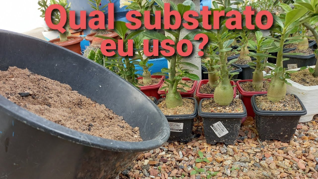 Como fazer substrato caseiro para rosa do deserto? - YouTube
