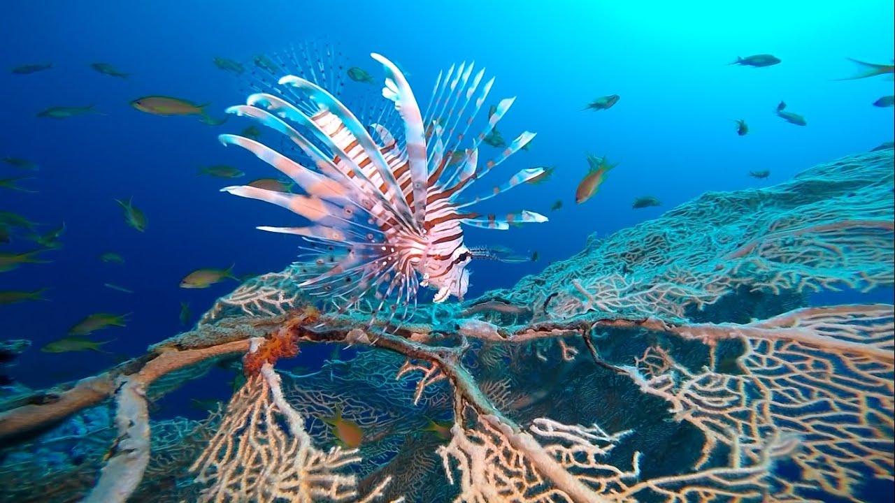 Diving Red Sea HD - YouTube