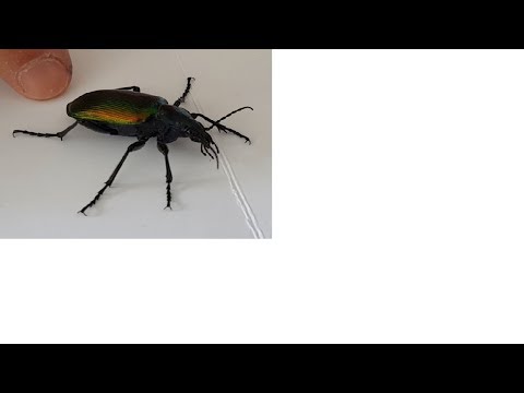 TERMİNATÖR  BÖCEK AV YAPIYOR!!!