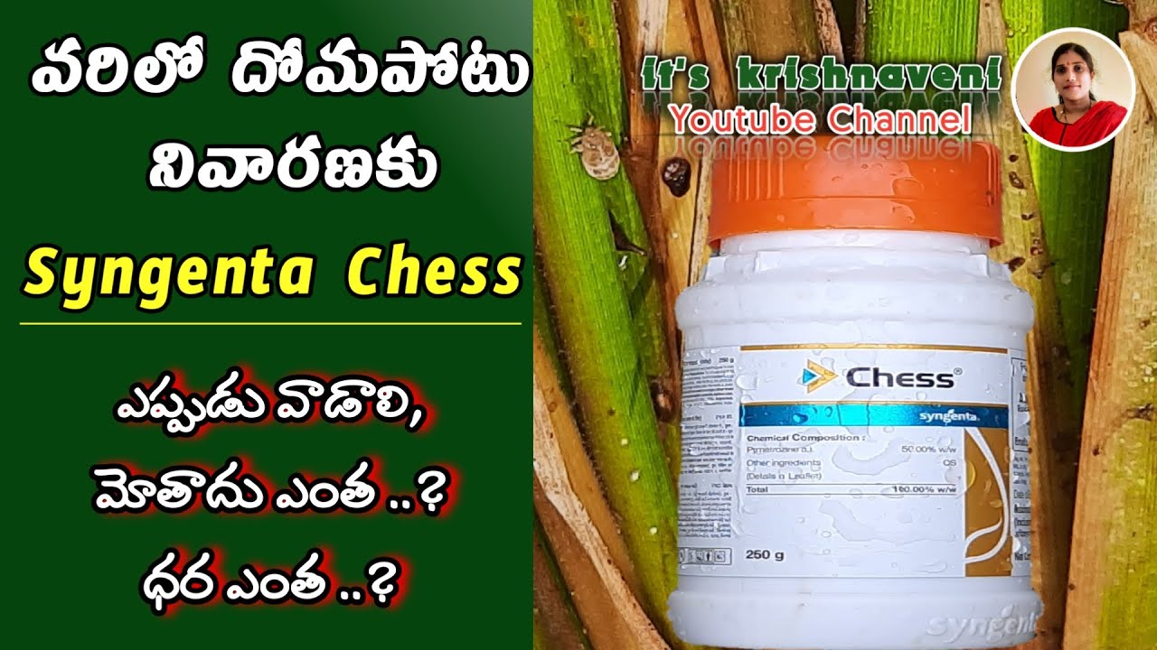 Syngenta Chess Insecticide in Telugu |Pymetrozine 50% WG | వరిలో ...
