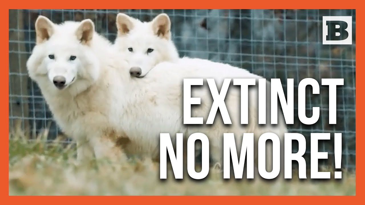 A Howl Heard Across History: Dire Wolves Revived Through Science - YouTube