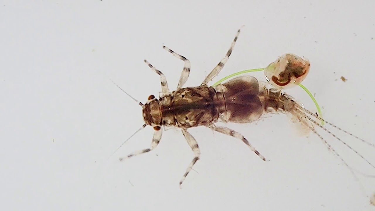 Mayfly larvae Caenis robusta crawling - YouTube