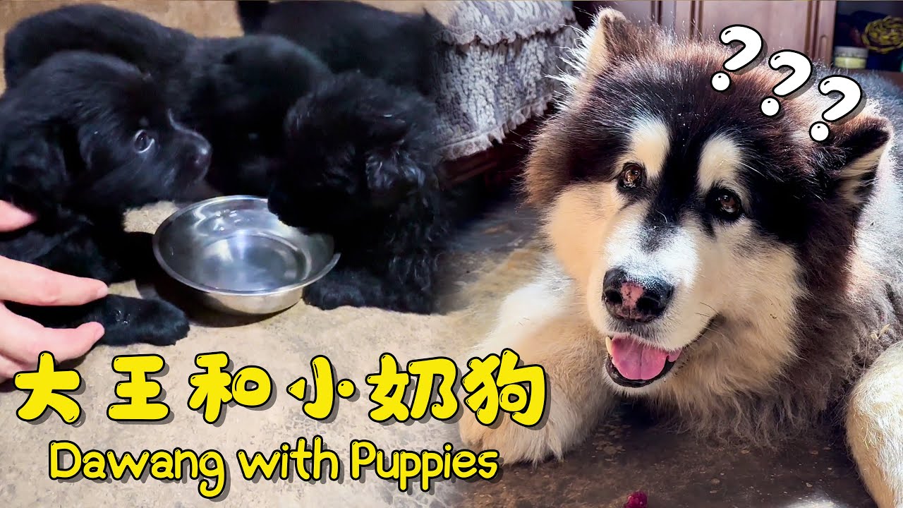 Dawang with Puppies | 当大王遇见四只小奶狗【阿盆姐家的大王】 - YouTube