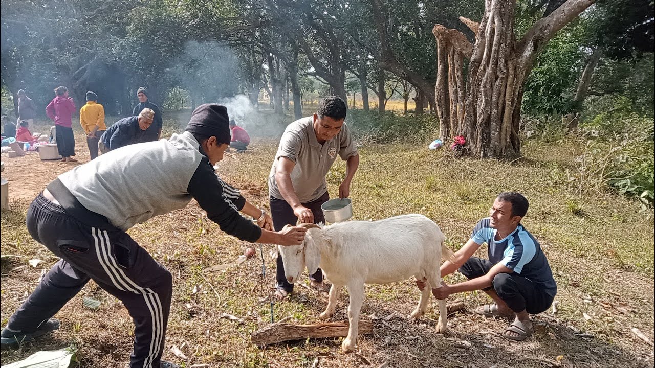 Special Big Goat Cutting in Village Nepal // Many Goat Cutting And ...