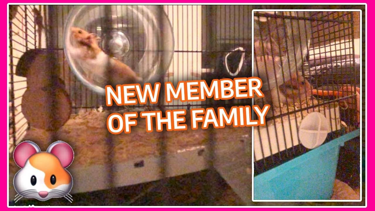 Meet Our New Pet Hamster Rex! - YouTube