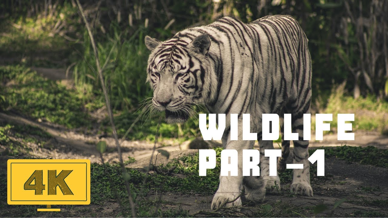 [4K] Most Amazing Animal Encounters and Wildlife Sightings. - YouTube