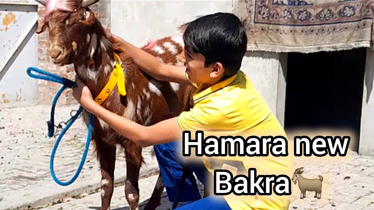 Hamara New Bakra🐐😍 | Bakra Ko Nehlaya 🚿💧| Abdullah kashmiri vlog - YouTube