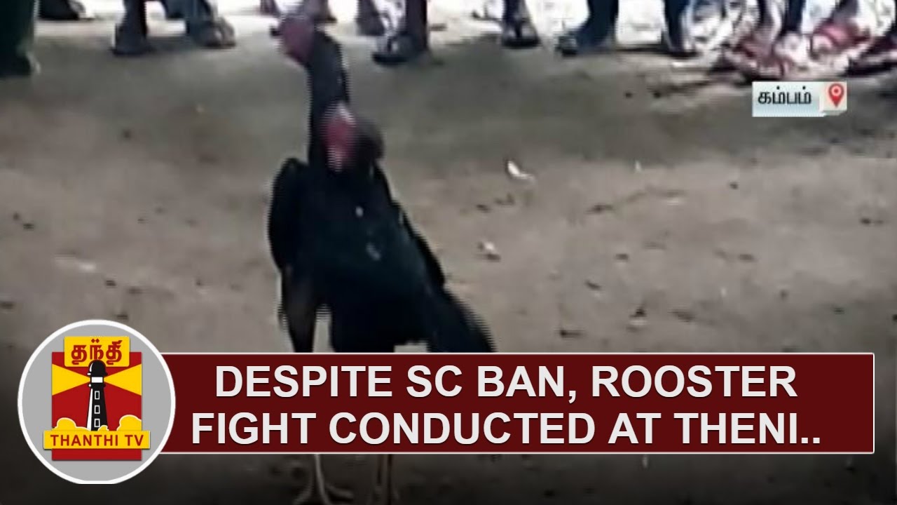 Despite Supreme court ban, Rooster Fight conducted at Theni | Thanthi ...