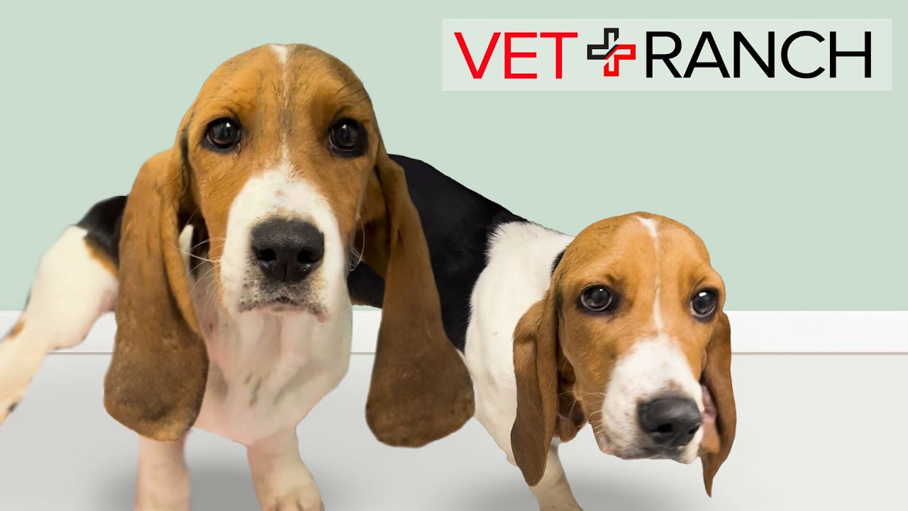 Puppies Scheduled to be Euthanized Saved by Vet Ranch! - YouTube