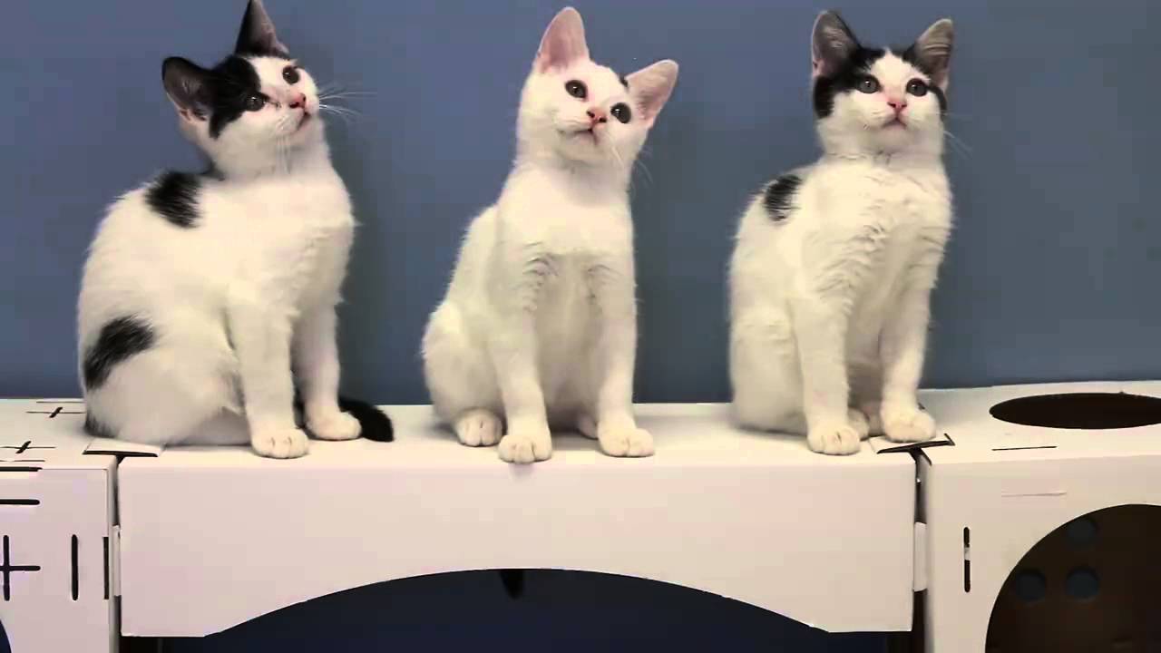Kittens Dancing - YouTube