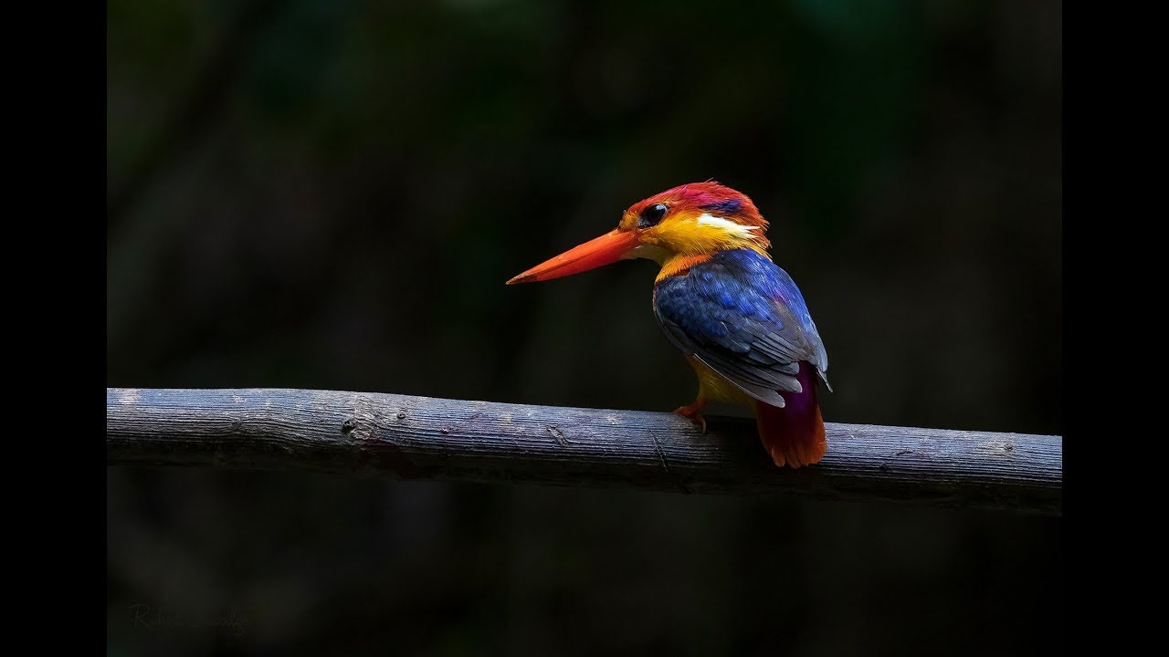 Oriental dwarf kingfisher(Ceyx erithaca) - YouTube