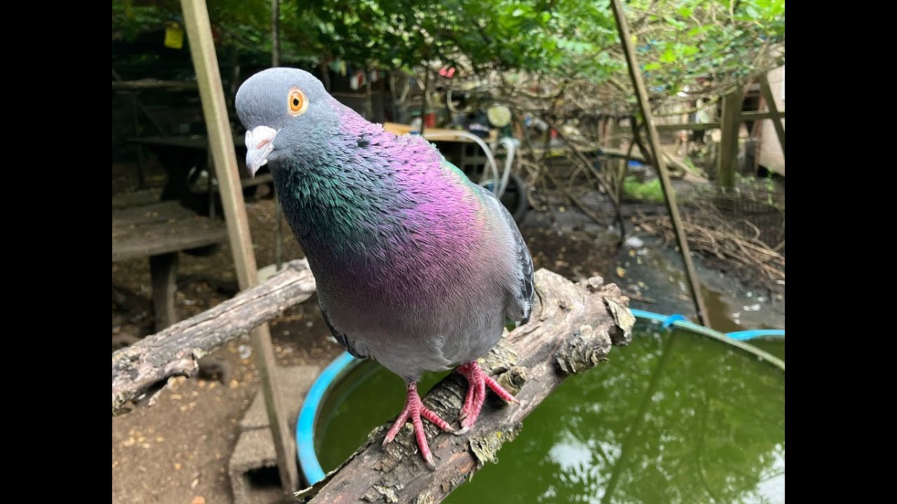 Pigeon Dance - YouTube