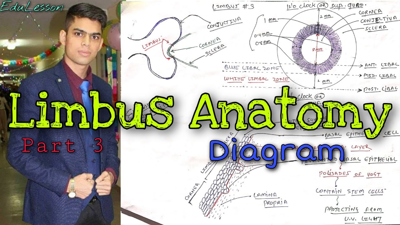 Limbus Anatomy 3/5 - Diagram || Eye Anatomy - YouTube