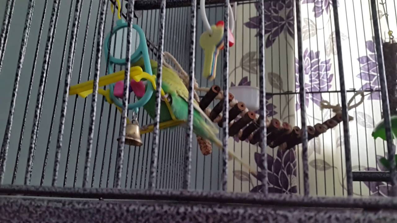 Charlie the twerking bird - YouTube