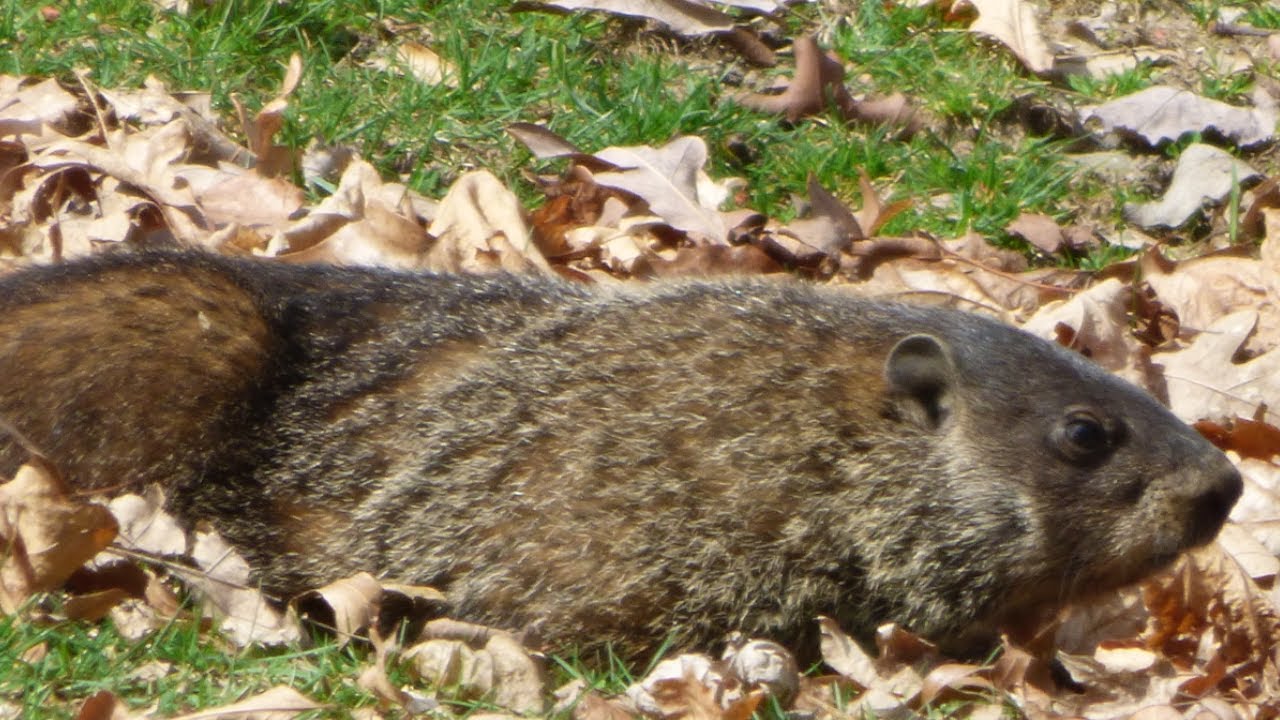 Groundhog - Wild woodchuck in a pile of leaves - whistle pig #wildlife ...