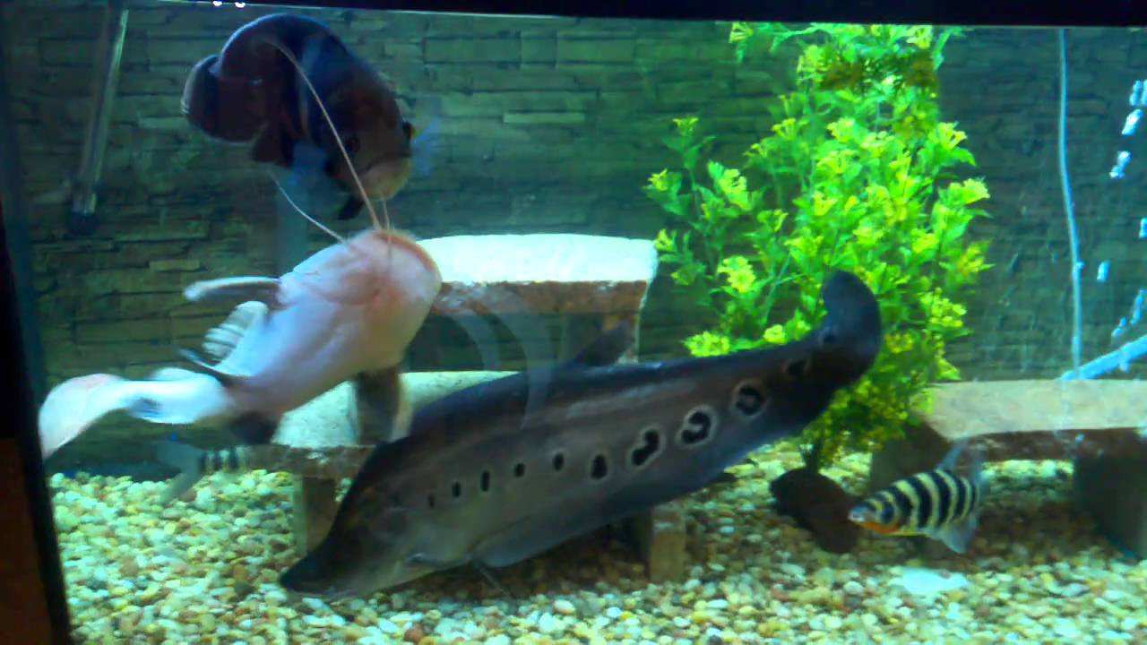 Oscar, red tail catfish, clown knife fish, leporinus, 155 gallon bow ...