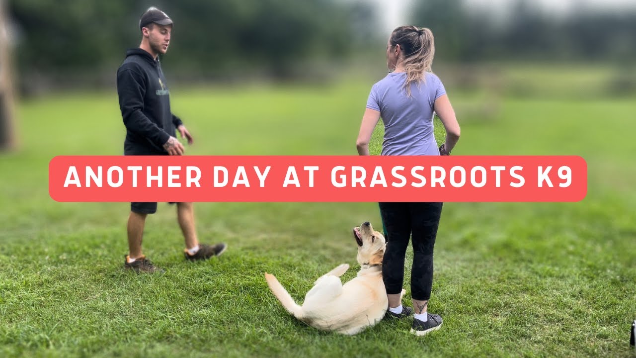 Training Dogs, Thunderstorms and Chasing Goats - YouTube