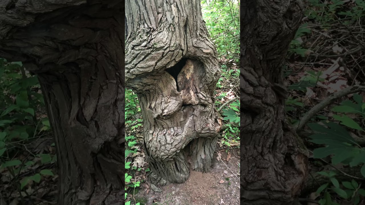 Crazy tree - YouTube