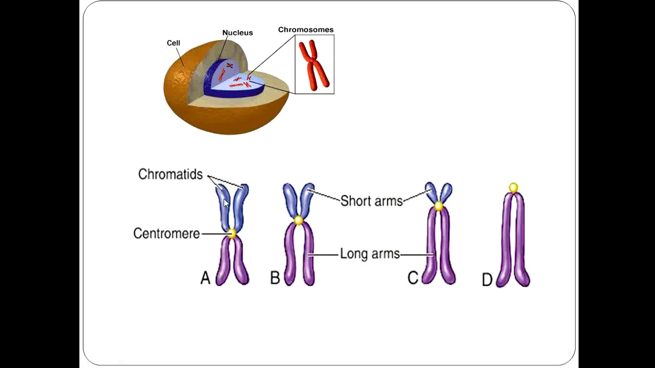 Genes, chromosome, Barr body, Karyotyping AHS - YouTube