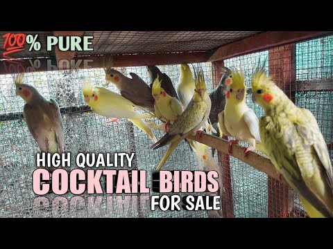 Cocktail Birds for sale 🥳 ( தமிழ் ) | 100% Pure , Hurry up guys 💯🎉 ...