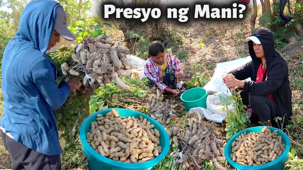 Naki Harvest ng Mani Paninda ni Nanay! Presyo ng Mani sa Bukid ...