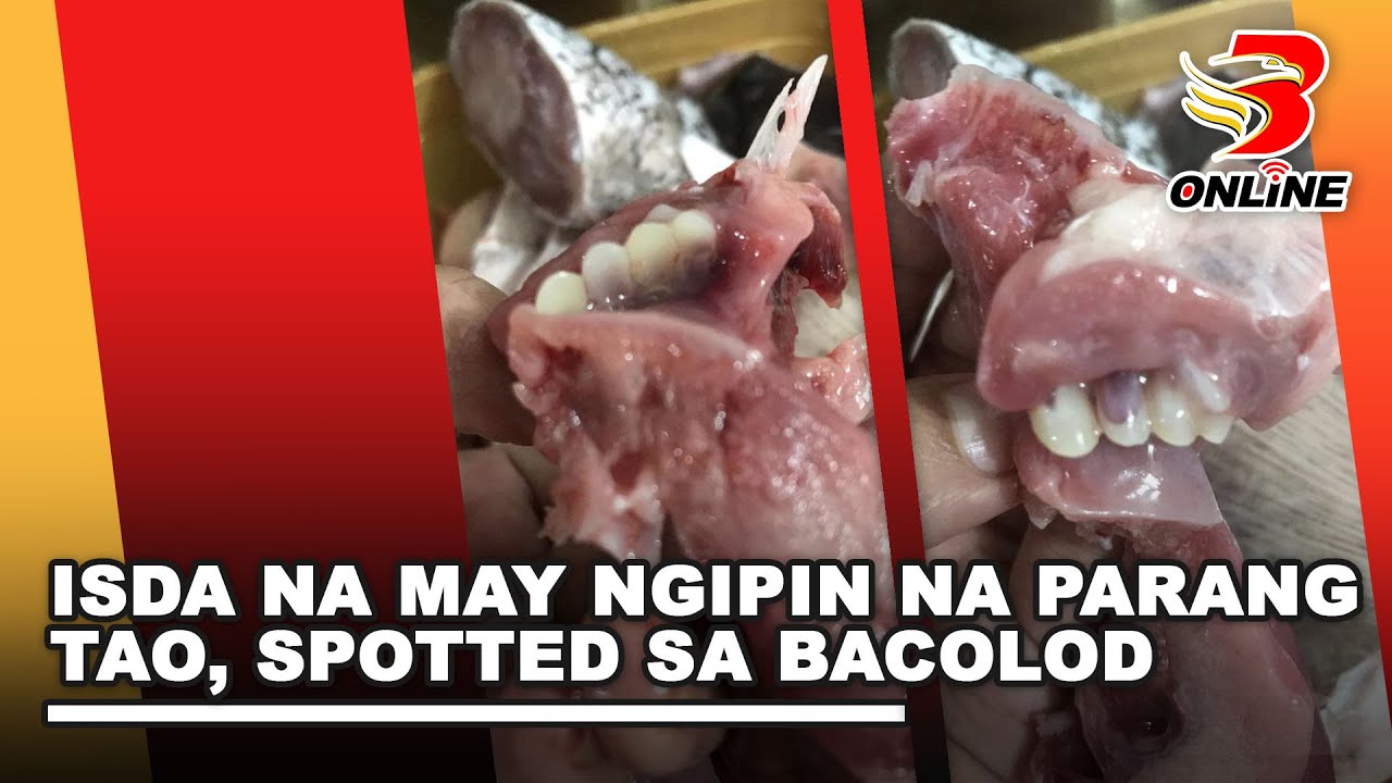 Isda na may ngipin na parang tao, spotted sa Bacolod - YouTube