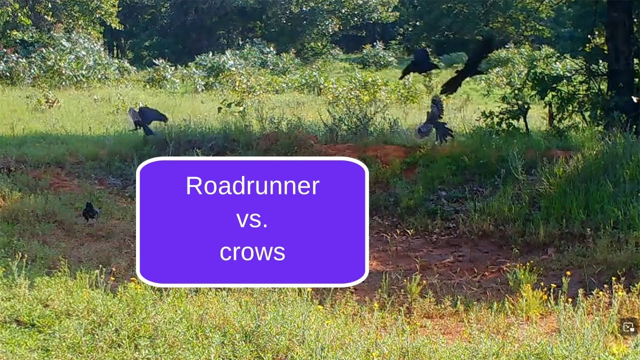 Roadrunner vs crows - YouTube