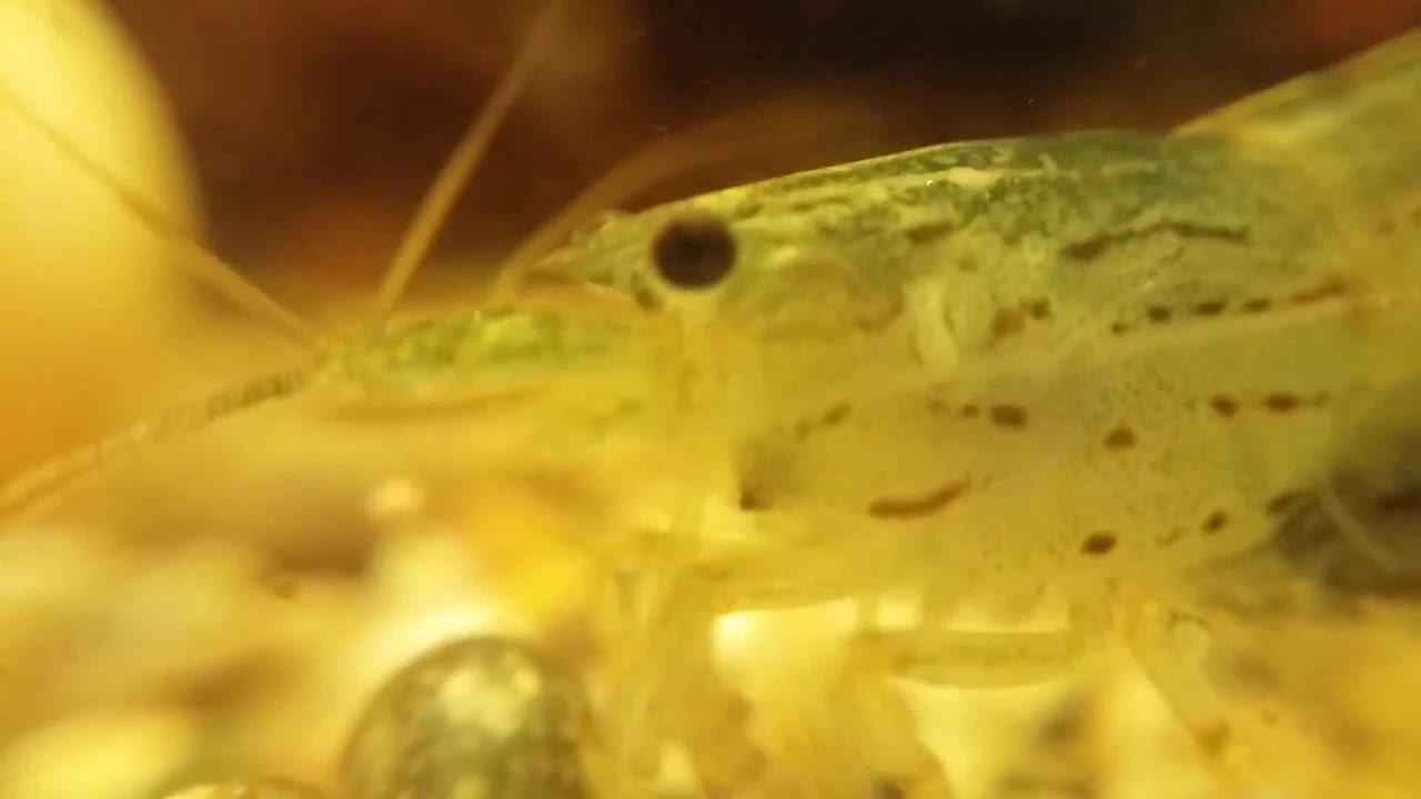 Japonica garnaal met eitjes - YouTube