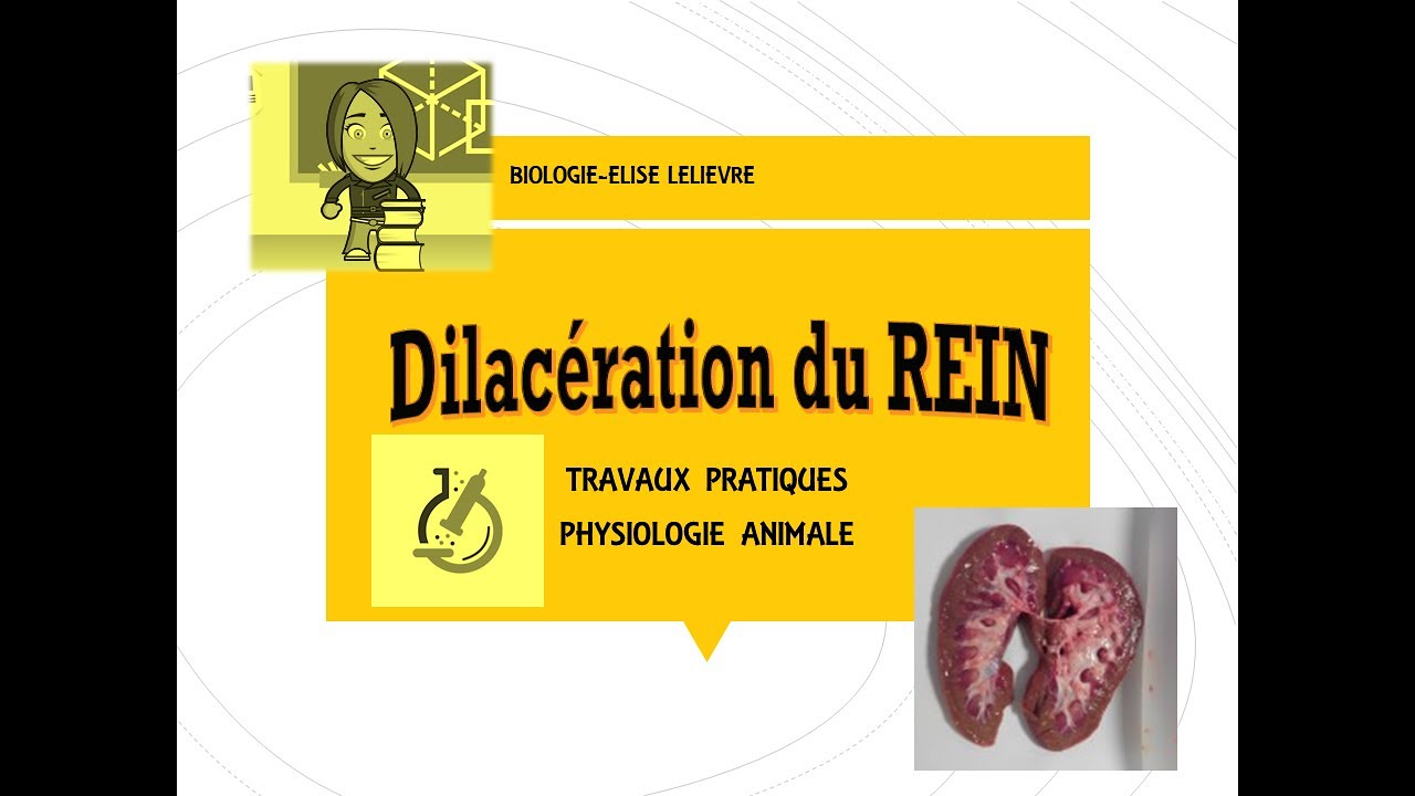 Tp Rein Dilacération de l'organe - YouTube