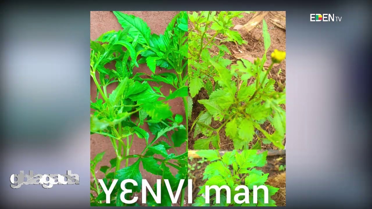 Les vertus de YENVI MAN | Nuyendévo - YouTube