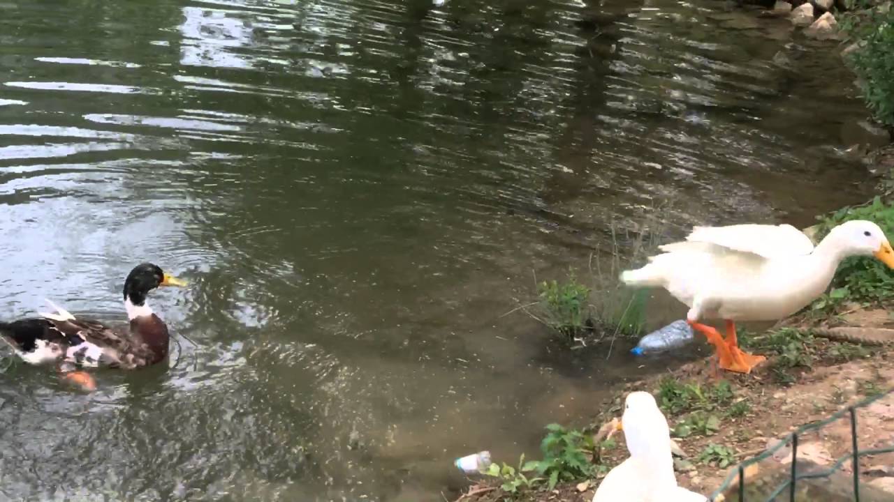 Goose surfing - YouTube