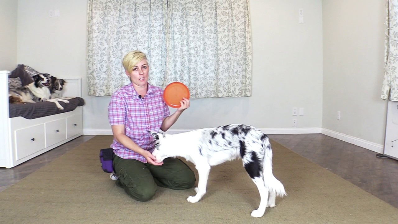 Teach your dog to nod his head - YouTube