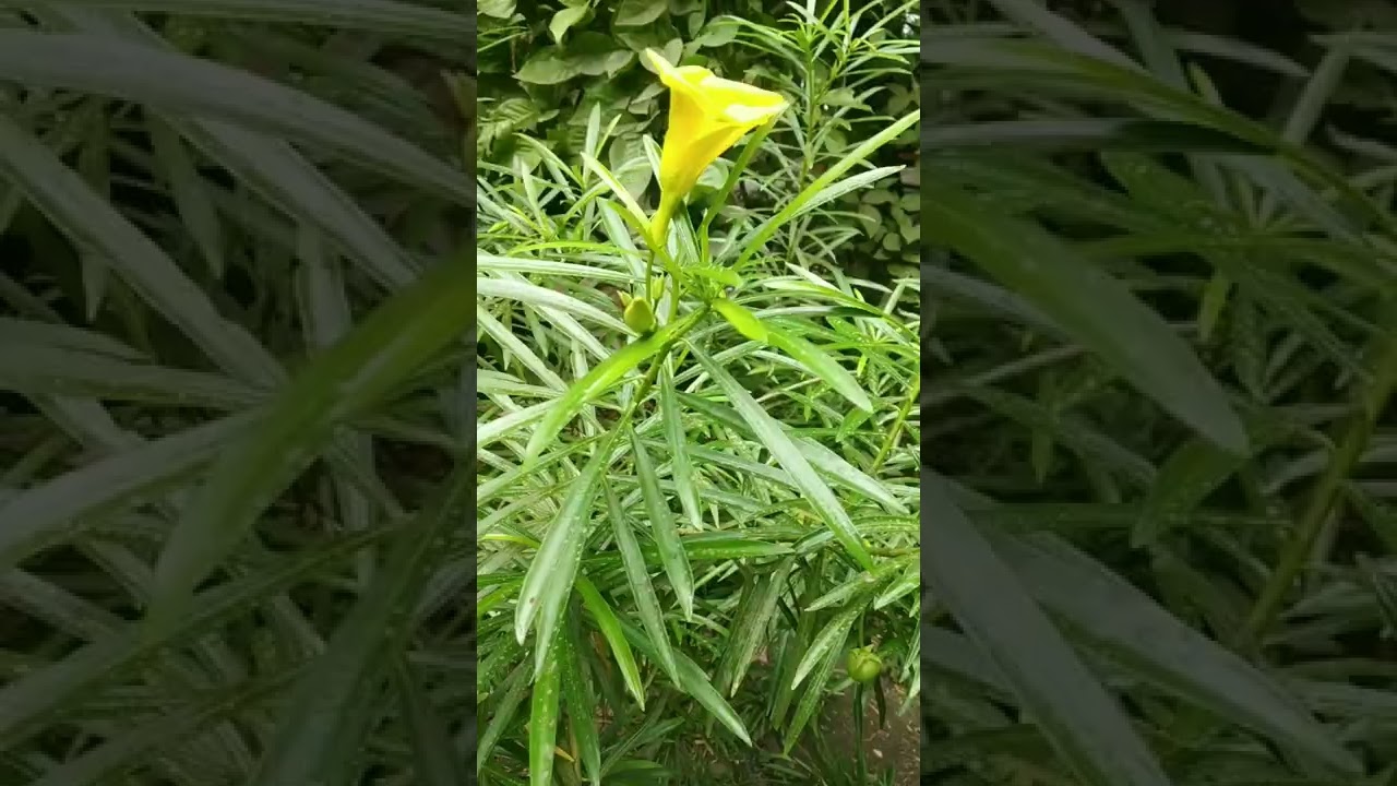 Oleander Flower # Yellow Kaner # Peeli Kaner phool # Yellow kaner plant ...