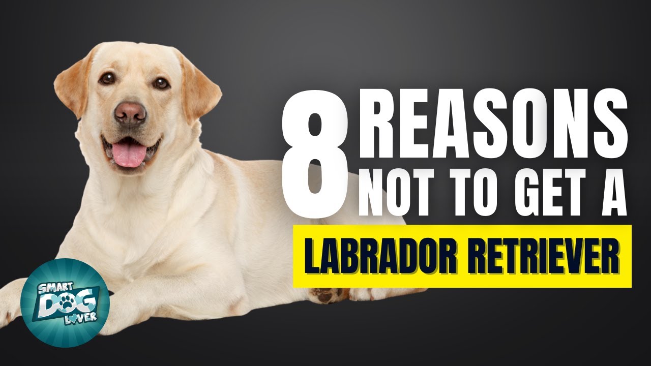 Are Labrador Smart
