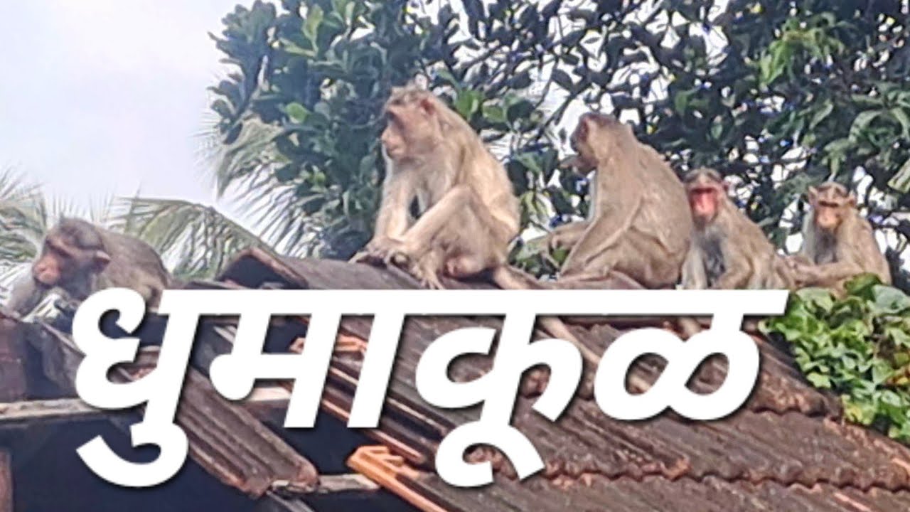 monkey in konkan house #कोकण #konkantradition कोकणची माकडं साधीभोळी ...
