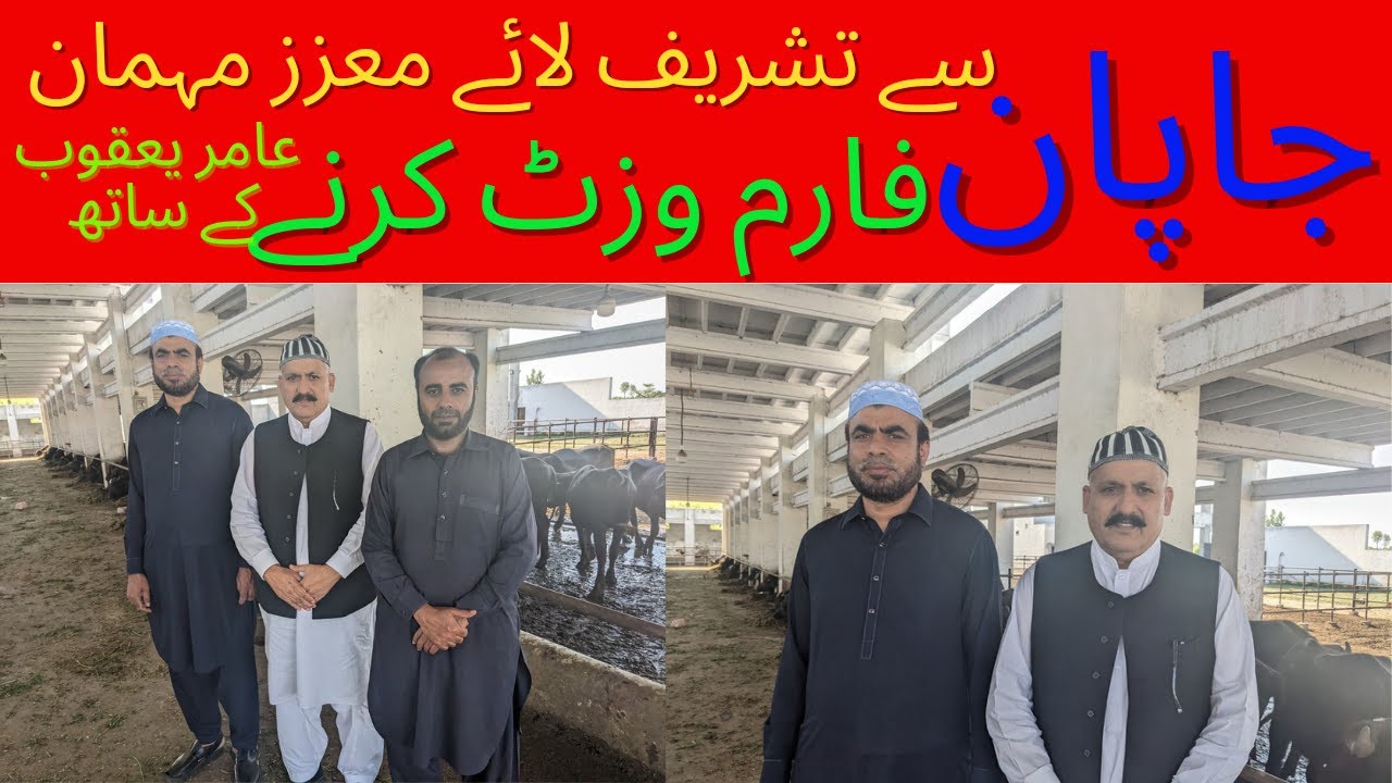 Buffalo Farming in Pakistan | Katta Farming in Pakistan | Jhoti Farming ...