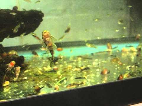 Chili Endler and Dwarf Ancistrus tank. - YouTube