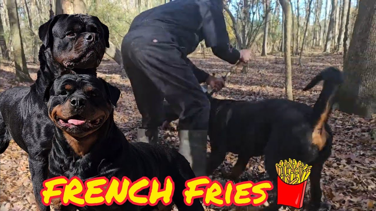 Italian Rottweilers "French Fries" - YouTube