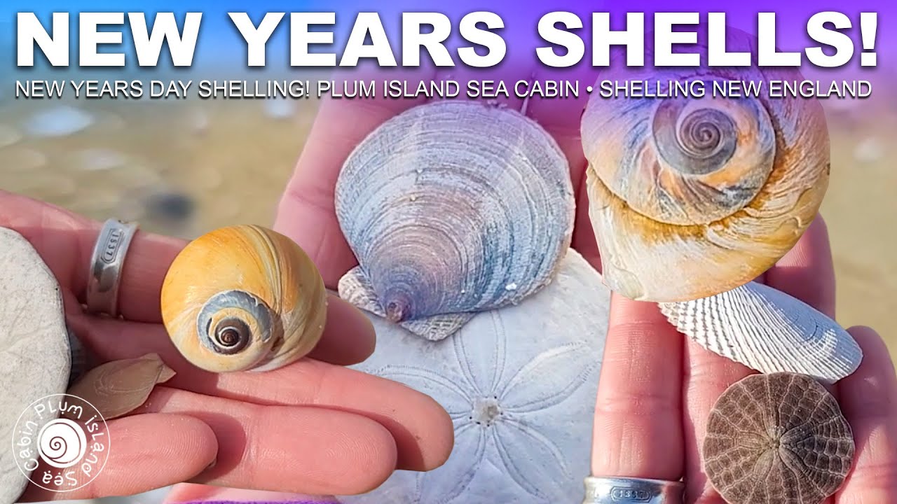 New Years Shell Hunt | Crazy Wrack Line | Virtual Shell Hunt | Plum ...