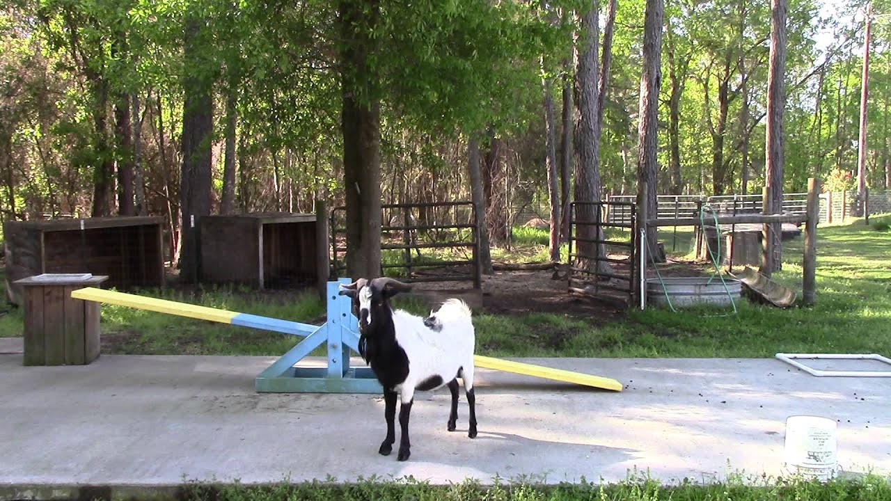 Goat tricks with Alejandro! - YouTube